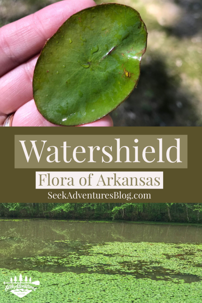 Watershield (Brasenia schreberi) - A Native Aquatic Plant