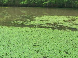 Watershield (Brasenia schreberi) - A Native Aquatic Plant
