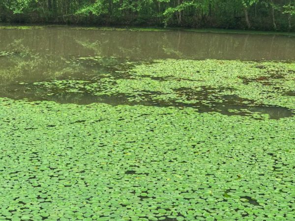 Watershield (Brasenia schreberi) - A Native Aquatic Plant