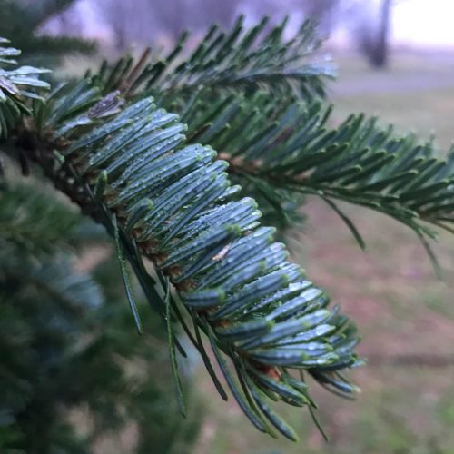 Nature and Winter | How Plants and Trees Survive in Winter