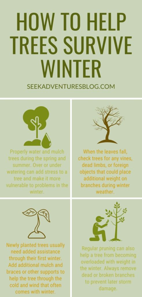 Nature and Winter | How Plants and Trees Survive in Winter
