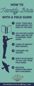 How To Use a Bird Identification Field Guide