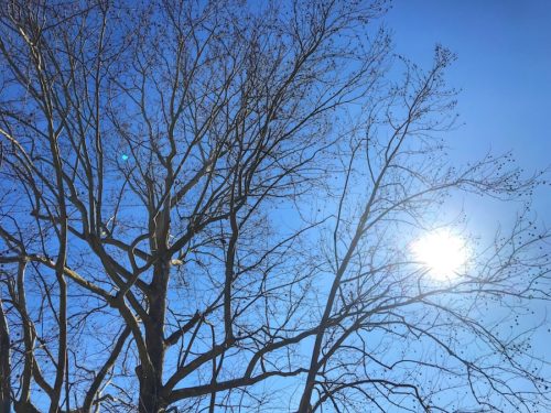 Nature and Winter | How Plants and Trees Survive in Winter