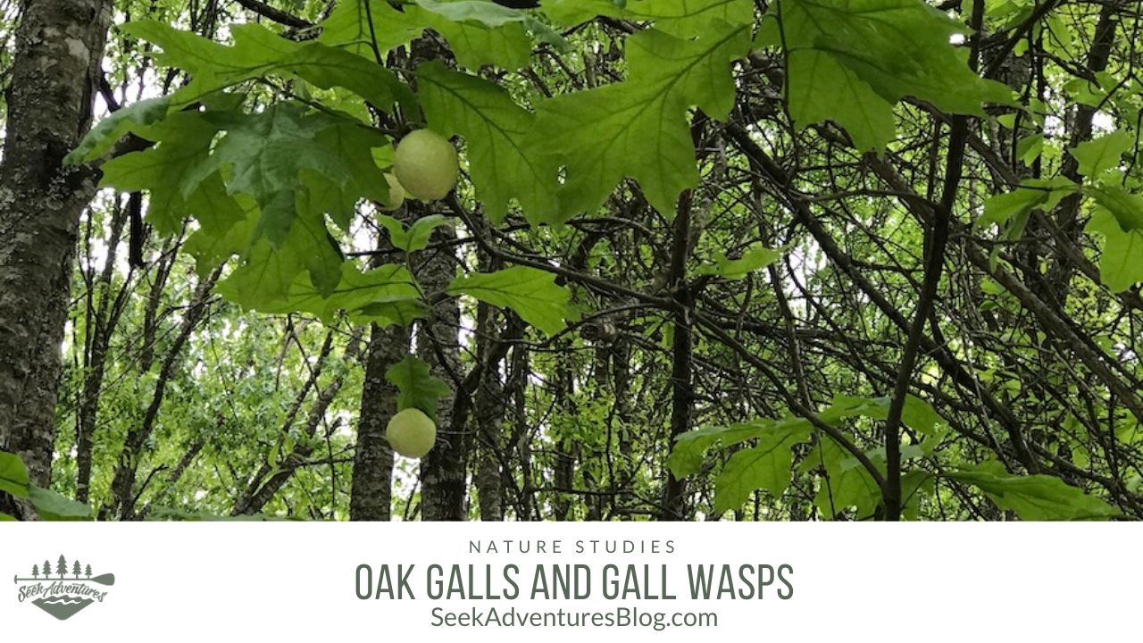 The Mystery of an Oak Gall Uncovered