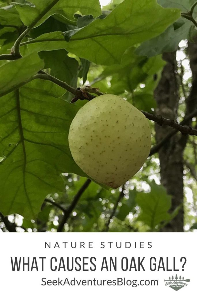 The Mystery of an Oak Gall Uncovered