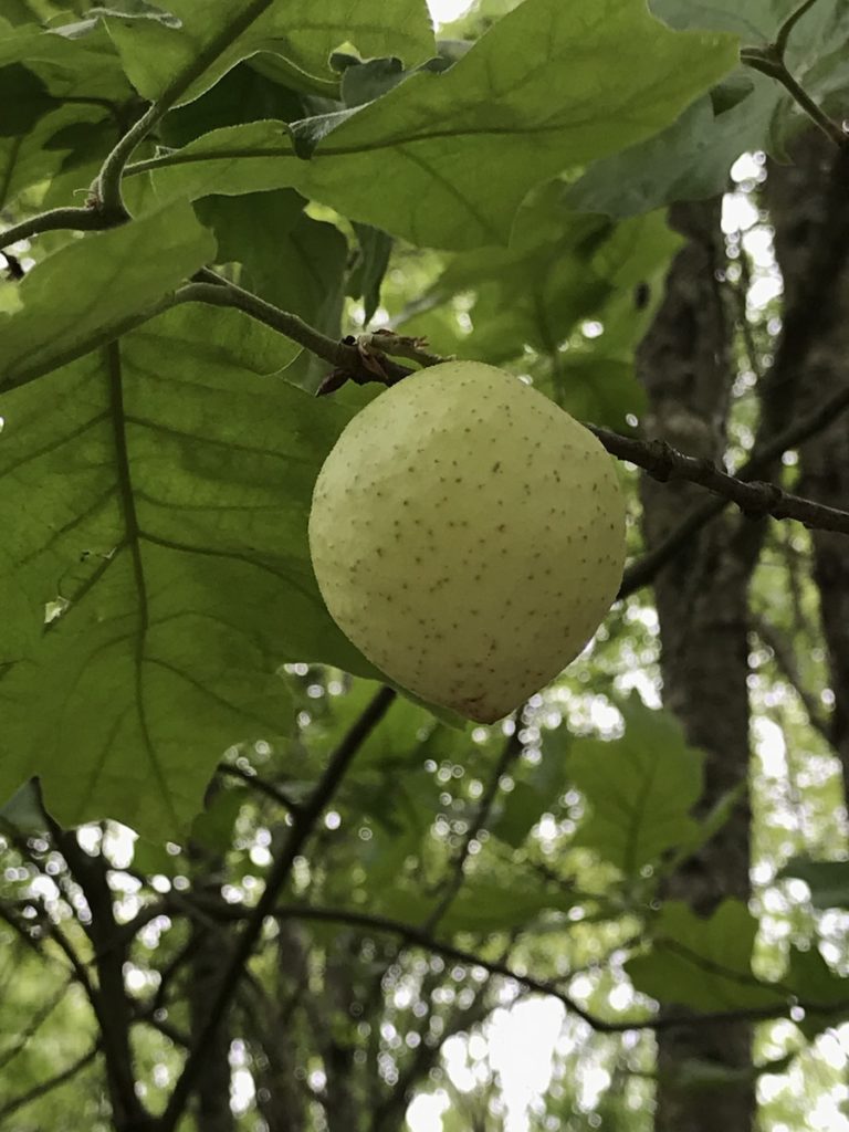 The Mystery of an Oak Gall Uncovered
