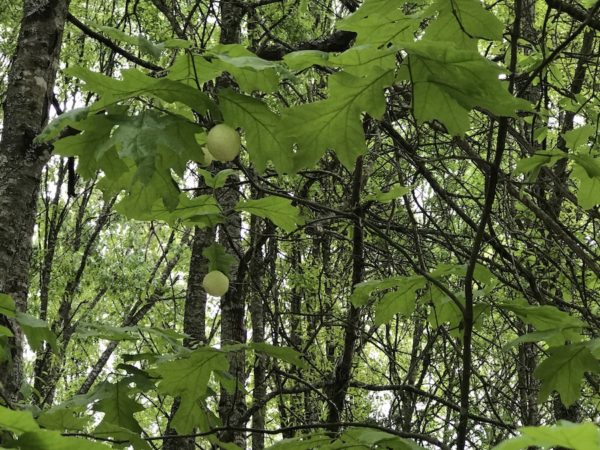 The Mystery of an Oak Gall Uncovered