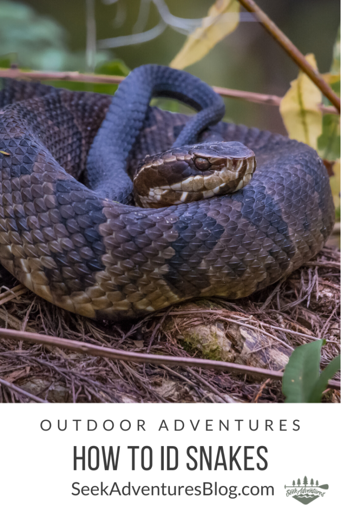 How to Identify Snakes in the Wild | Snake ID Tips