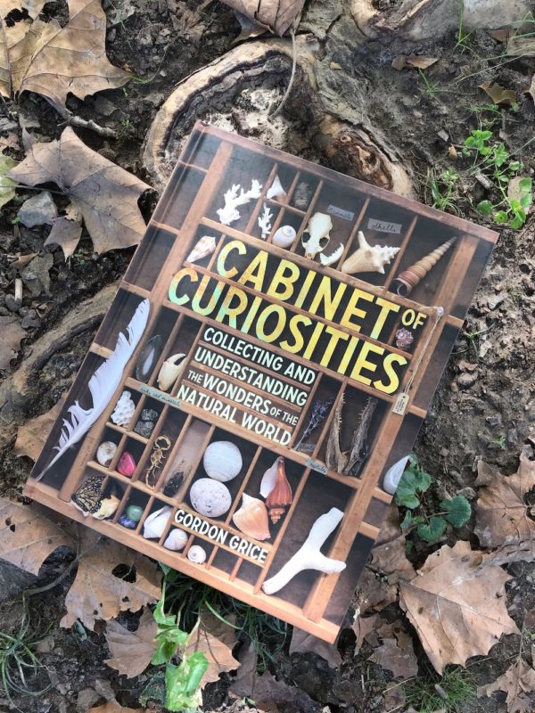 How to Create a Nature Collection - Cabinet of Curiosities