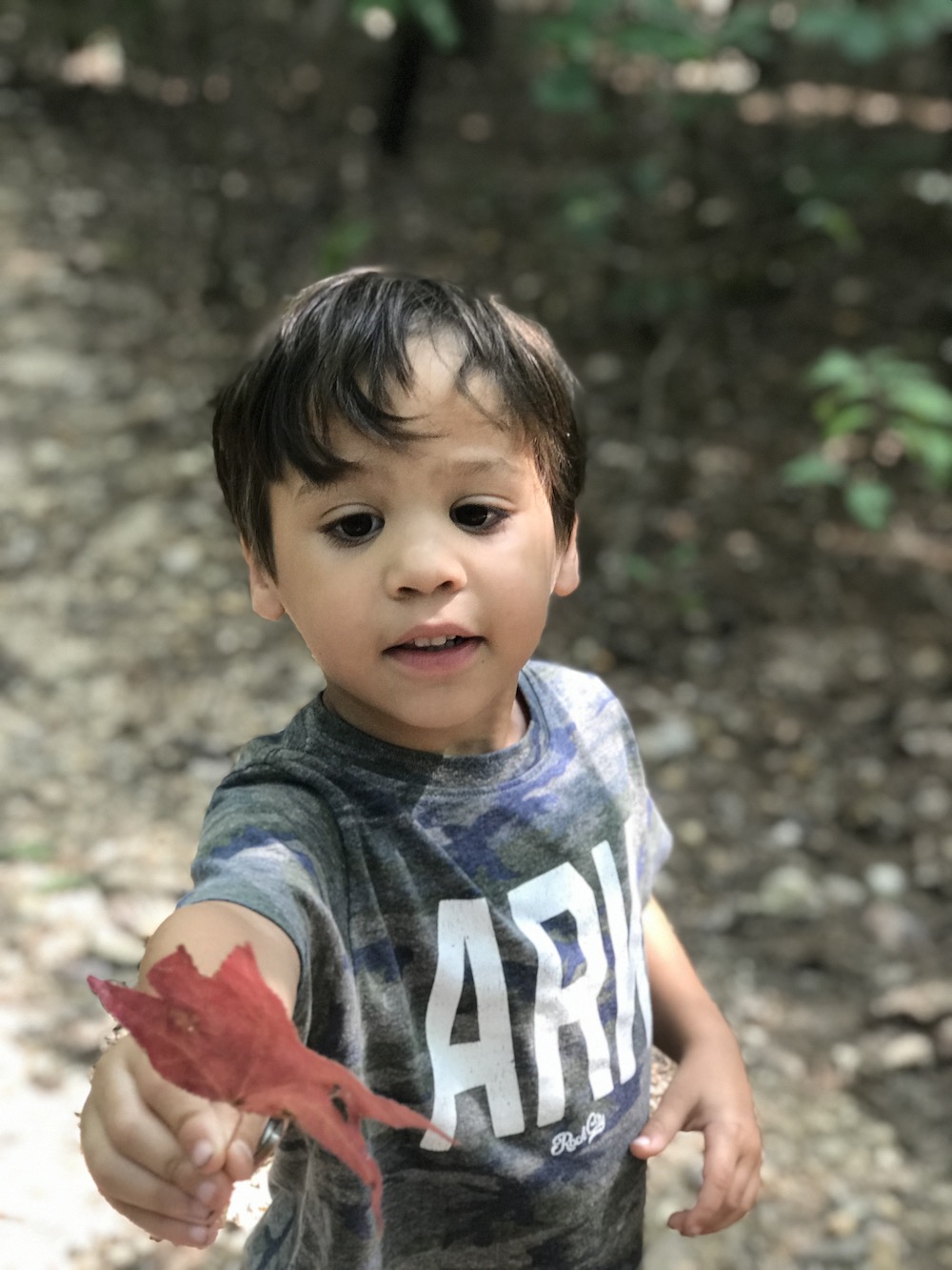 How to Create a Nature Collection - Cabinet of Curiosities