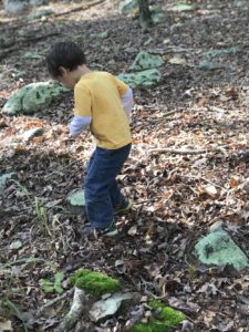 How to Create a Nature Collection - Cabinet of Curiosities