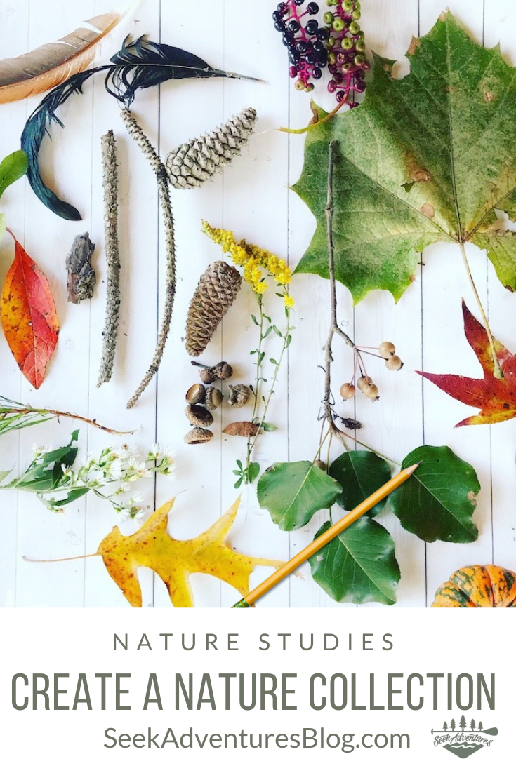How to Create a Nature Collection - Cabinet of Curiosities